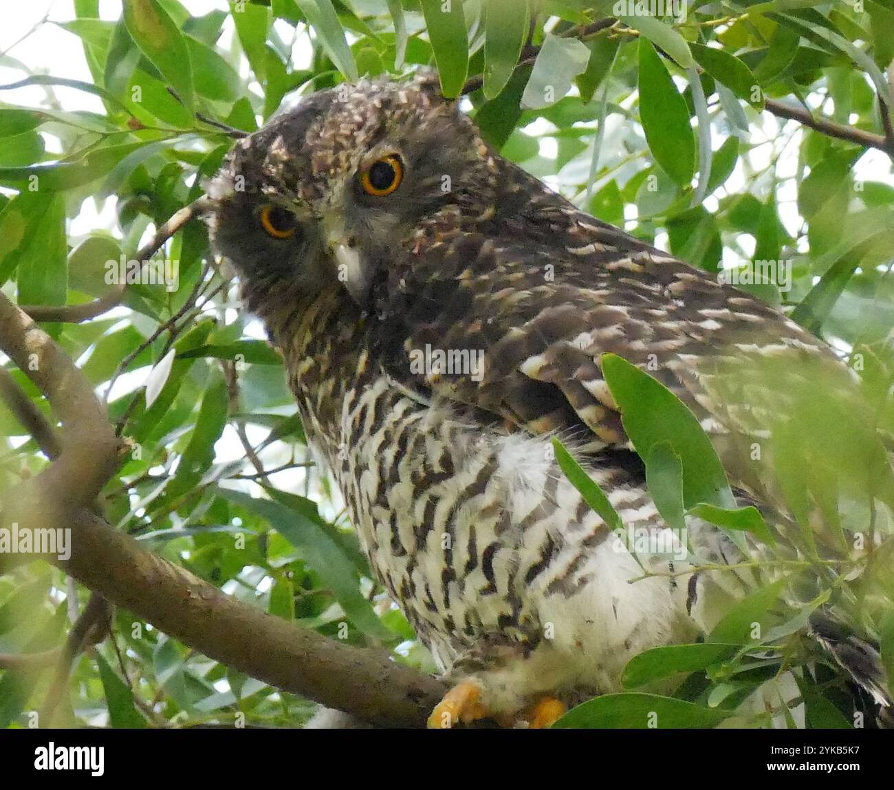 Powerful Owl (Ninox strenua Stock Photo - Alamy
