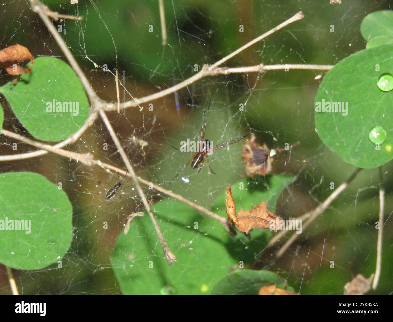 Sheetweb and Dwarf Weavers (Linyphiidae Stock Photo - Alamy