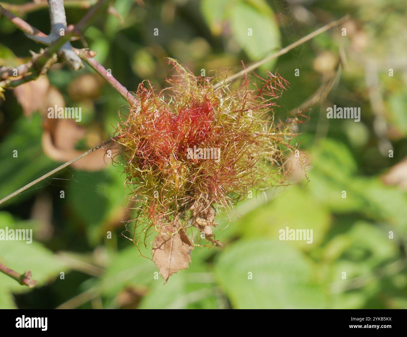 Mossy Rose Gall Wasp (Diplolepis rosae Stock Photo - Alamy
