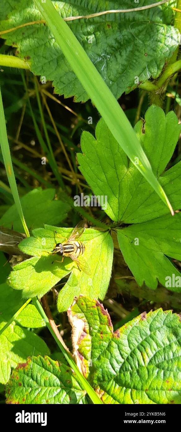 Sun Fly (Helophilus pendulus Stock Photo - Alamy