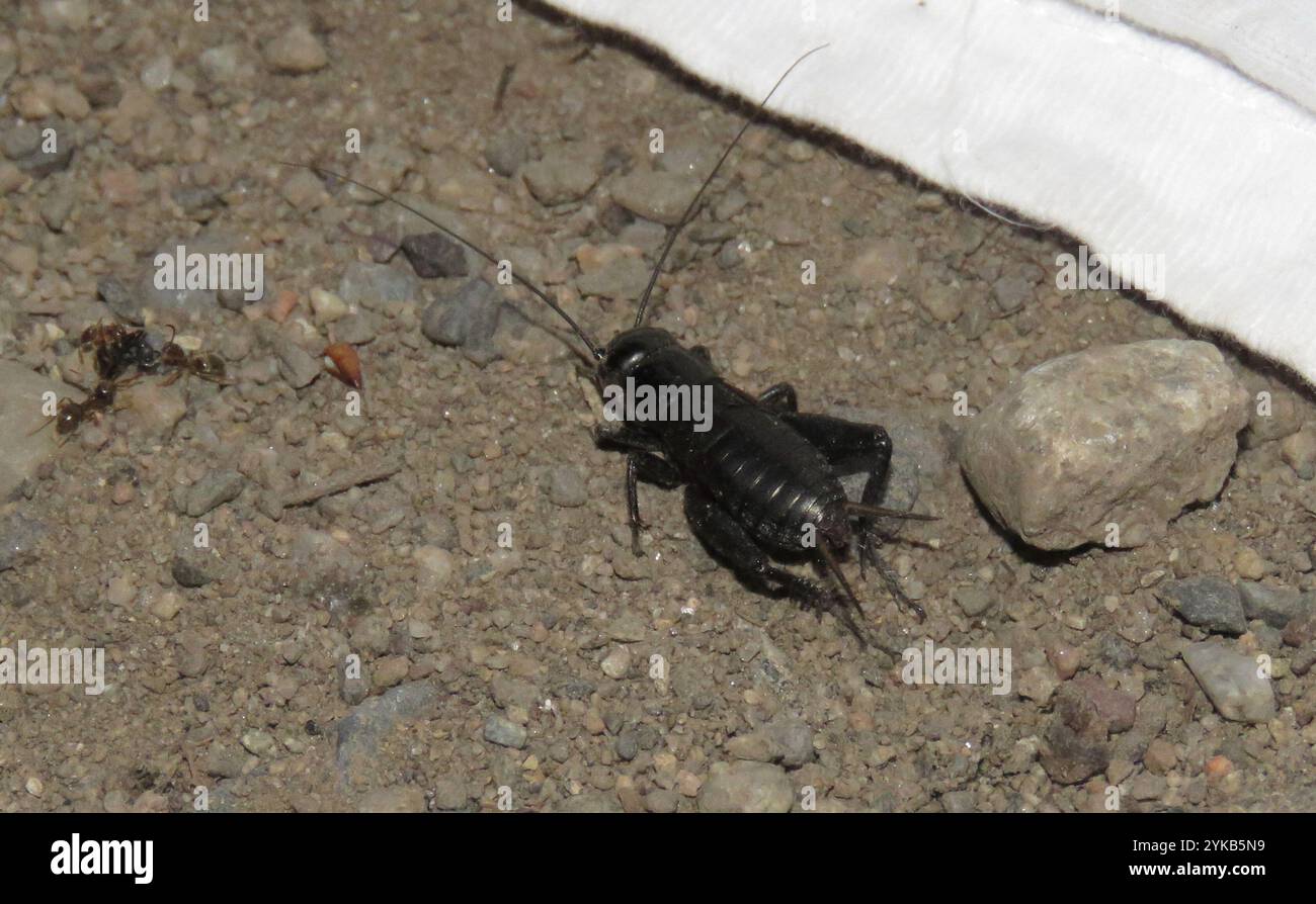 Spring Field Cricket (Gryllus veletis Stock Photo - Alamy