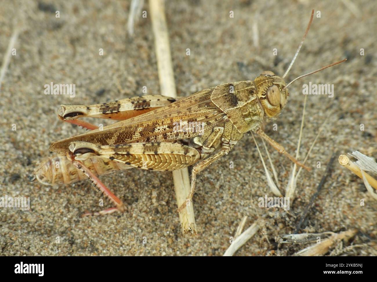 Italian locust (Calliptamus italicus Stock Photo - Alamy