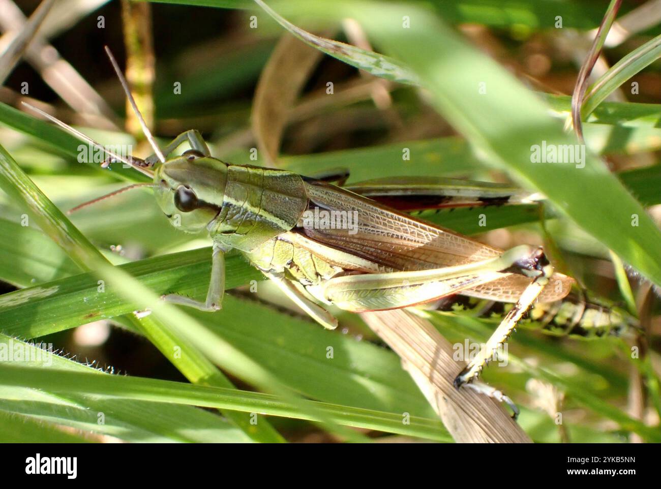 Large Marsh Grasshopper (Stethophyma grossum Stock Photo - Alamy