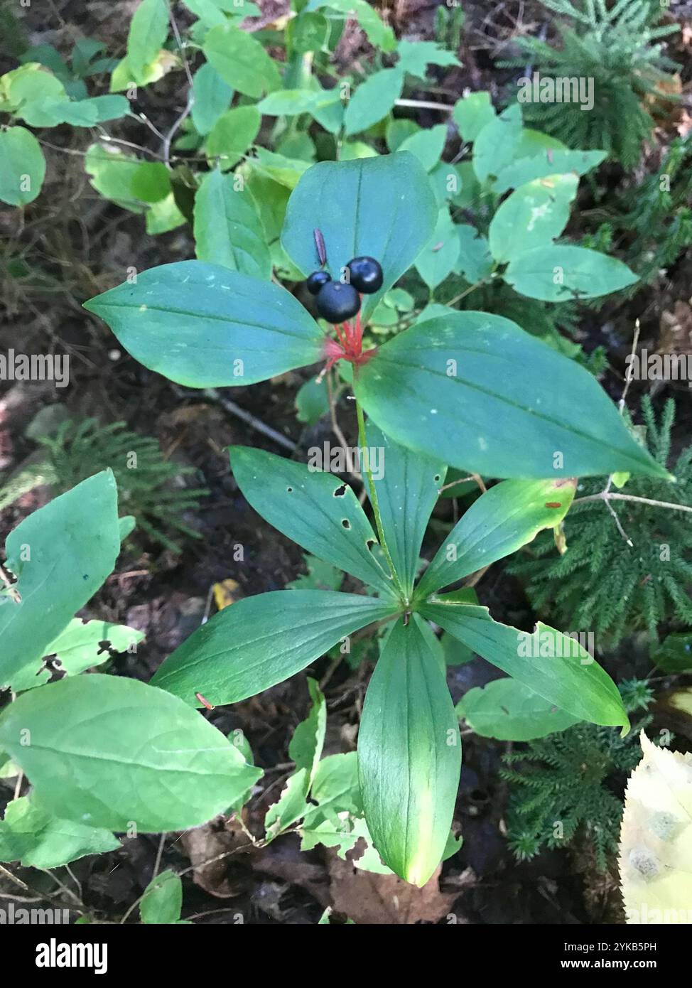 Cucumber Root (Medeola virginiana Stock Photo - Alamy