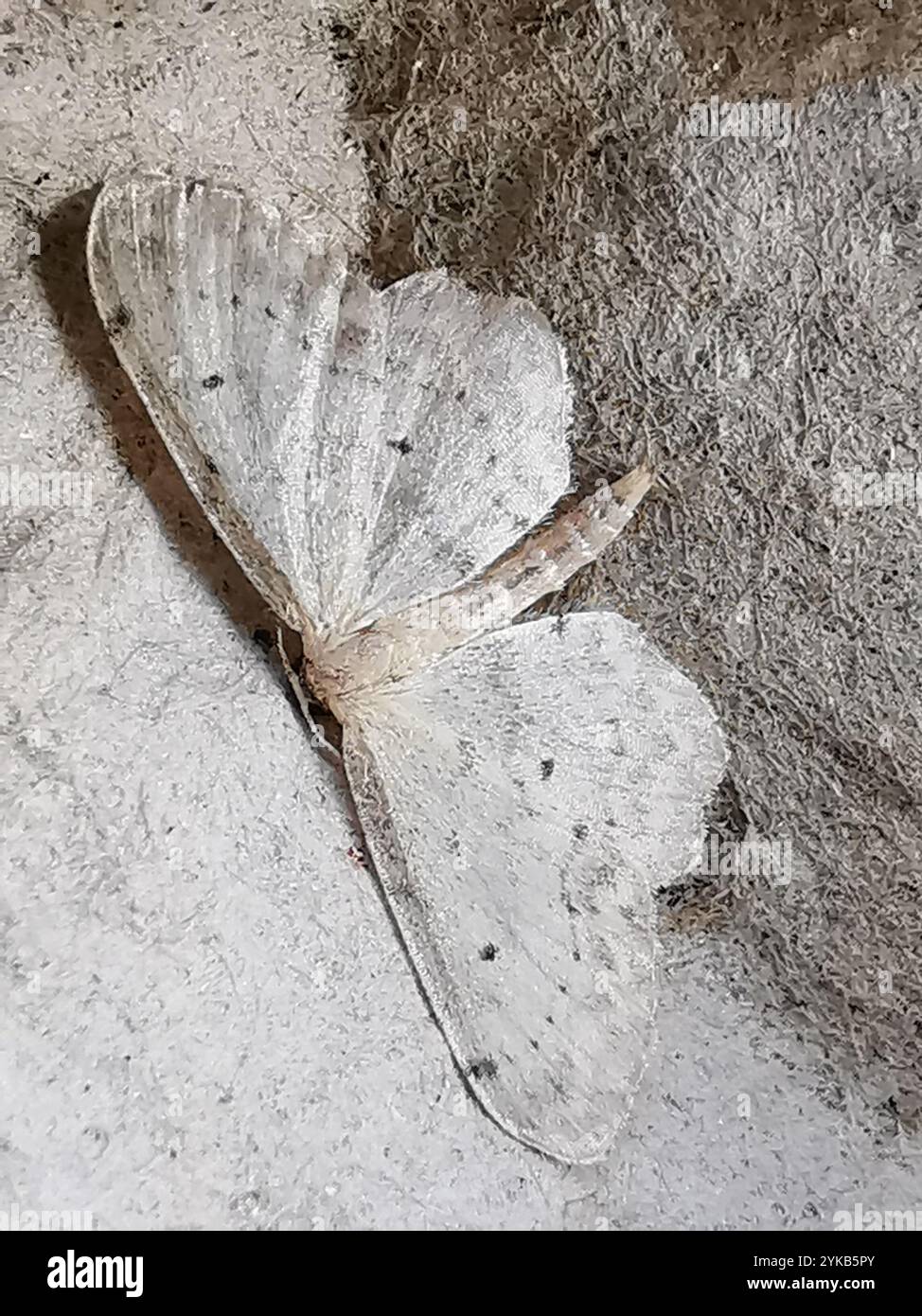 Single-dotted Wave (Idaea dimidiata Stock Photo - Alamy