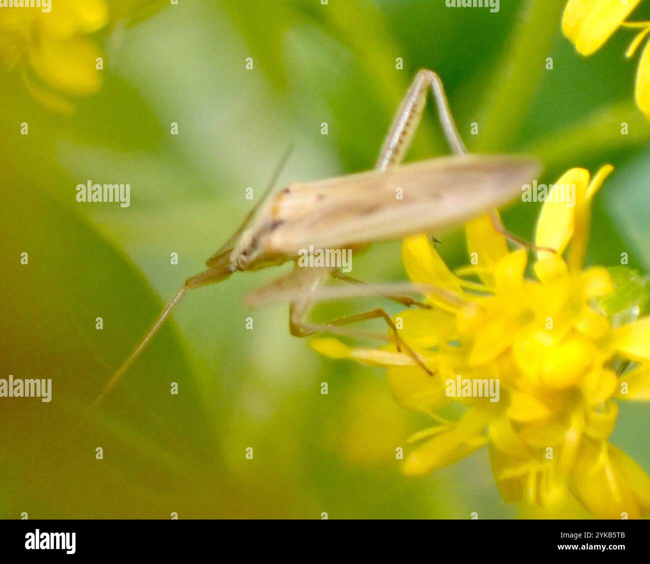 Grass bug (Stenodema laevigata Stock Photo - Alamy