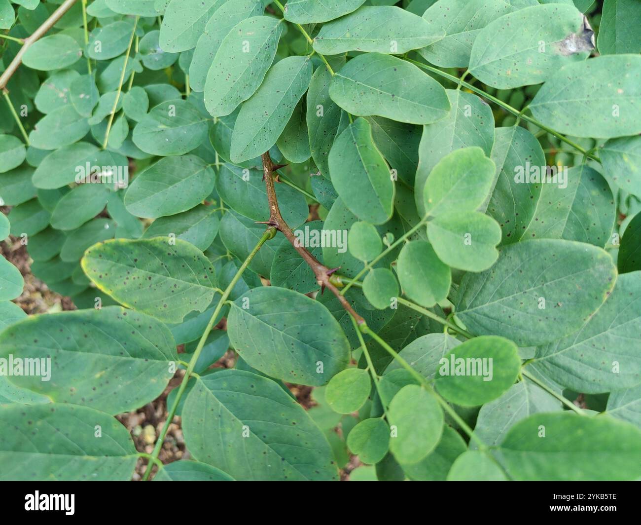 black locust (Robinia pseudoacacia Stock Photo - Alamy