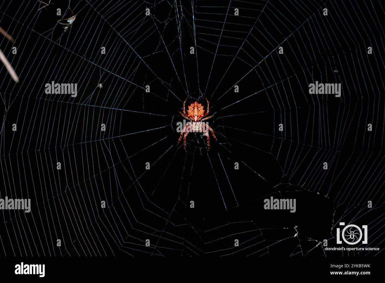 Star-bellied Orb-web Spiders (Acanthepeira Stock Photo - Alamy