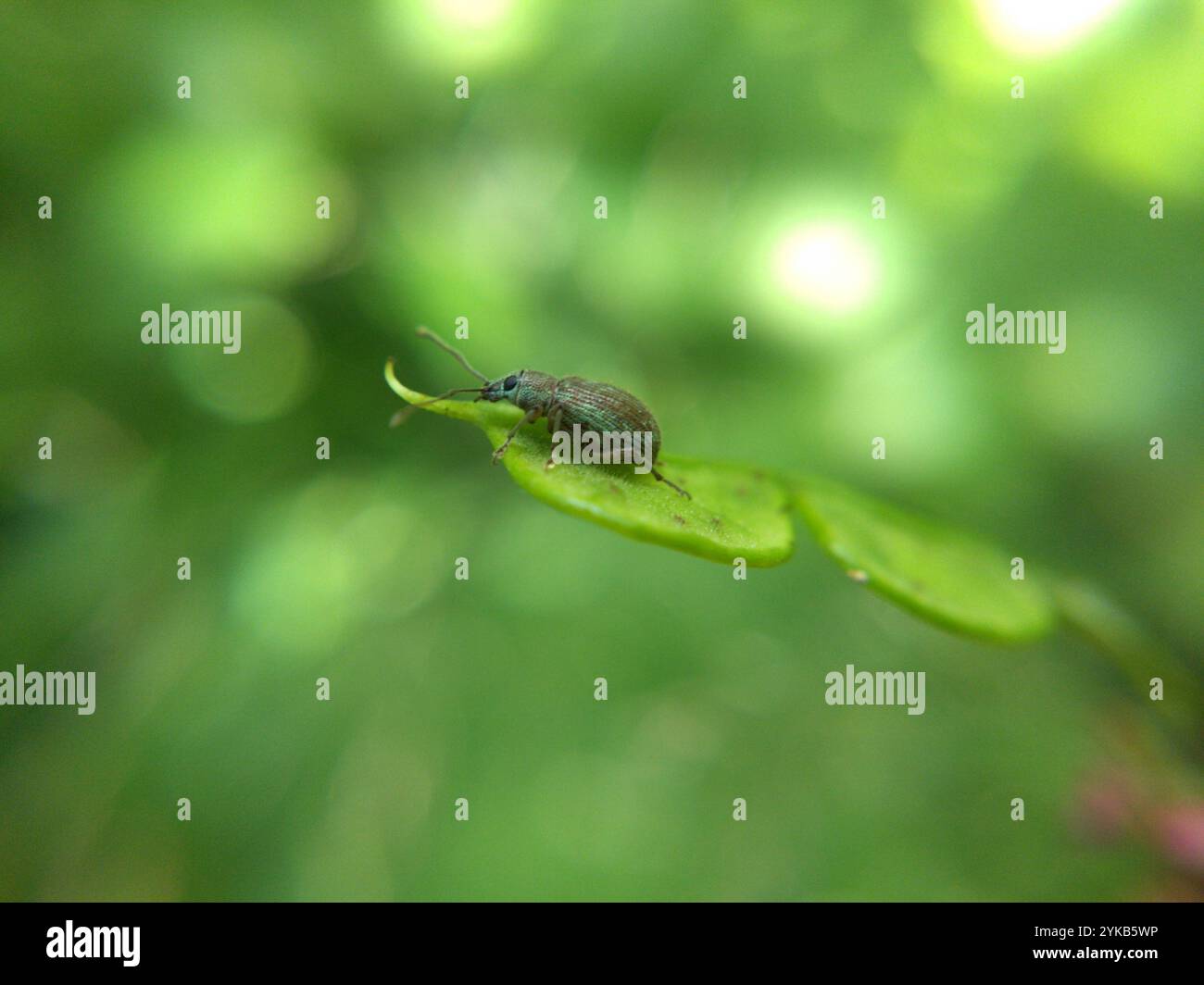 Asian oak weevil hi-res stock photography and images - Alamy
