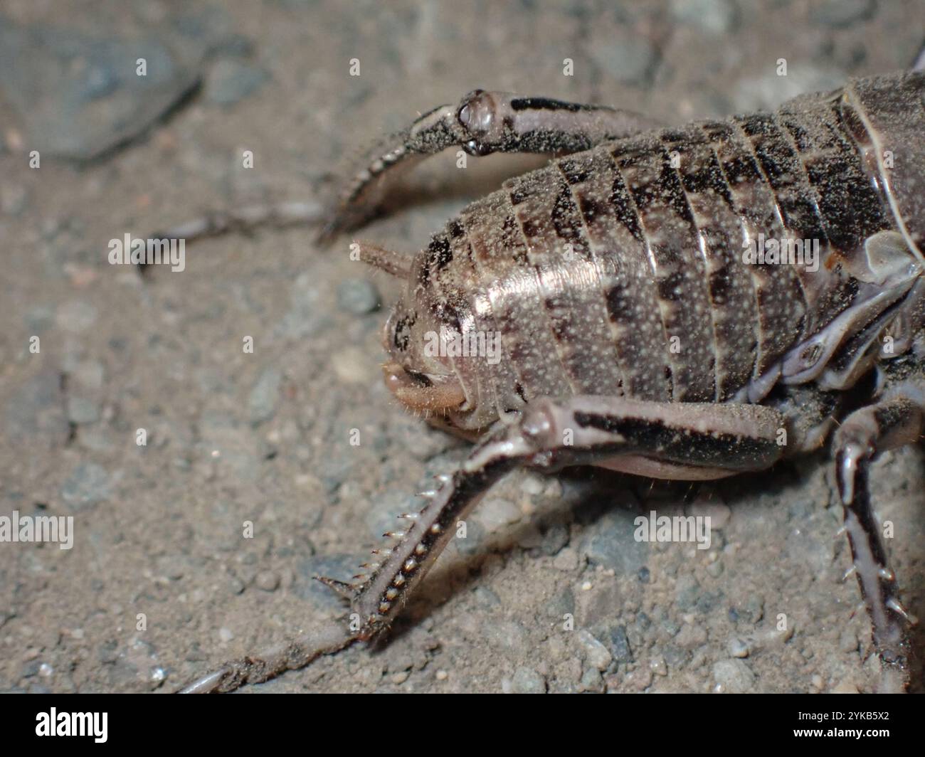 Great Grig (Cyphoderris monstrosa Stock Photo - Alamy