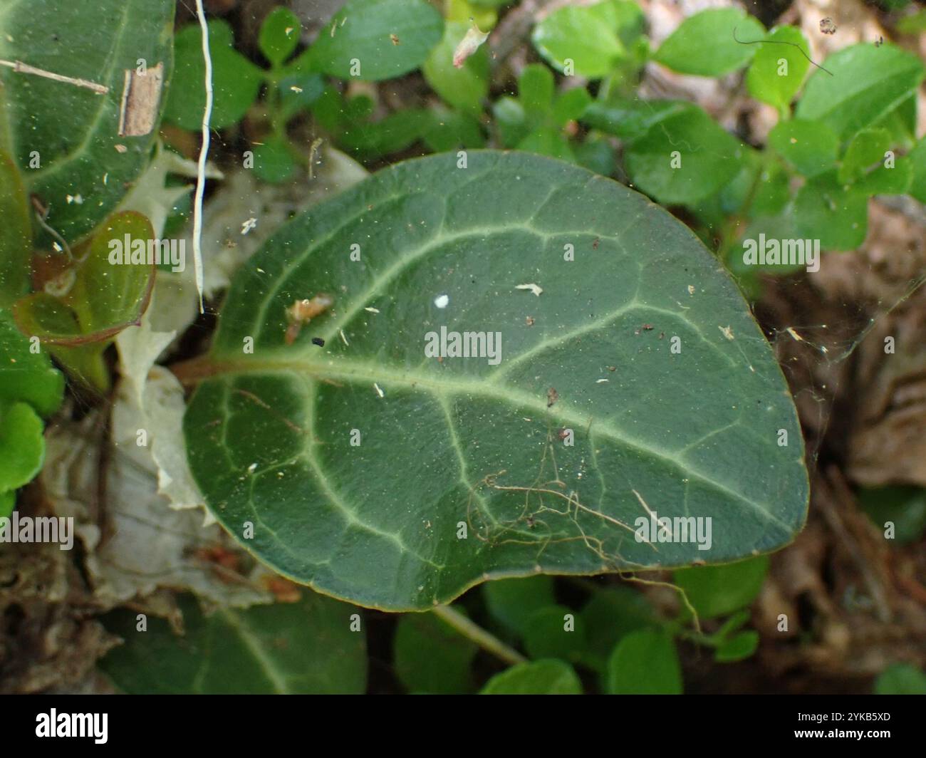 white-veined wintergreen (Pyrola picta Stock Photo - Alamy