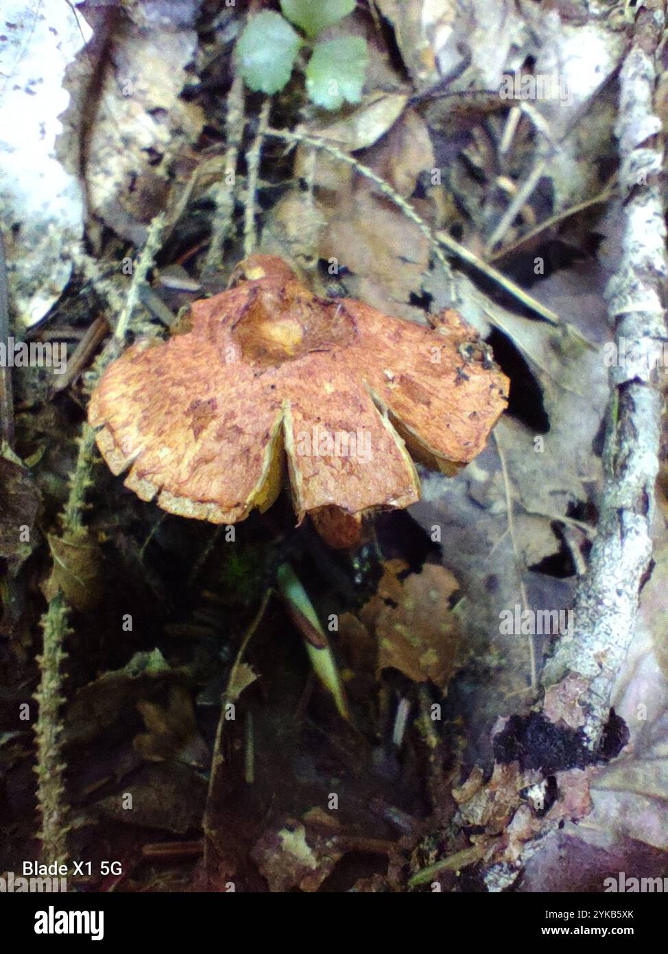 Cortinarius bolaris hi-res stock photography and images - Alamy
