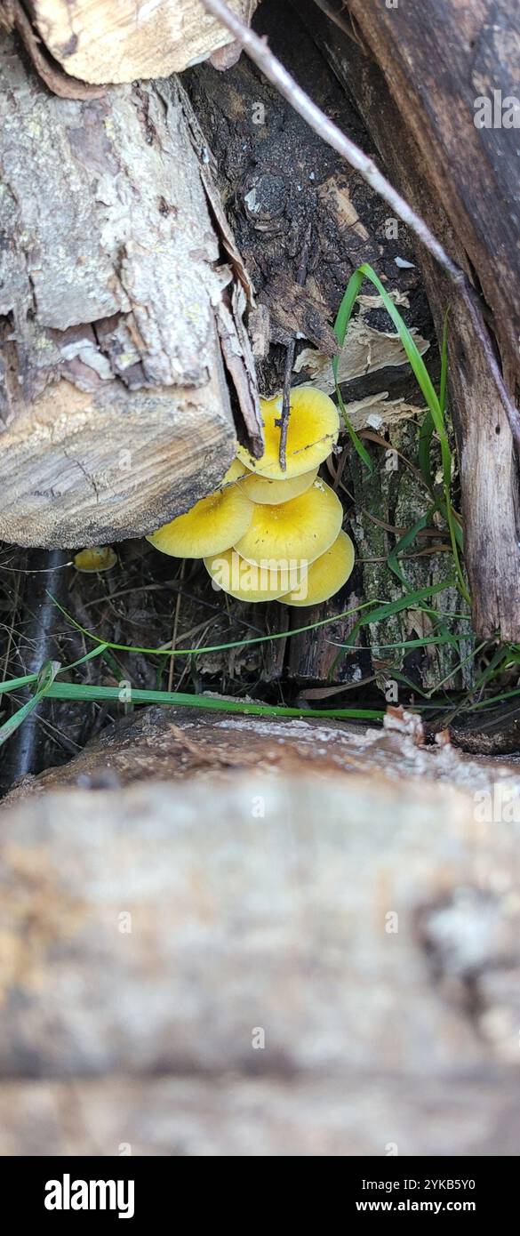 Golden Oyster Mushroom (Pleurotus citrinopileatus Stock Photo - Alamy