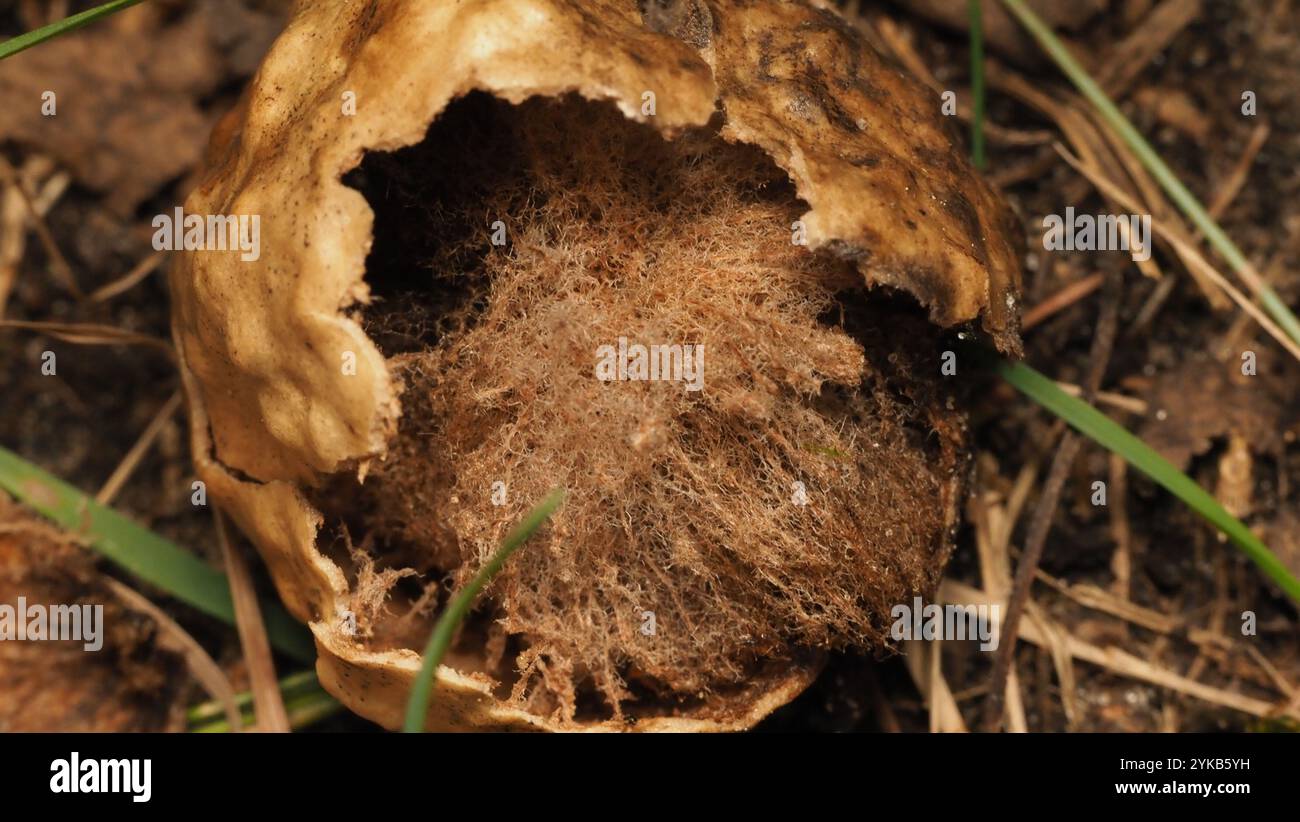 Spongy Oak Apple Gall Wasp (Amphibolips confluenta Stock Photo - Alamy
