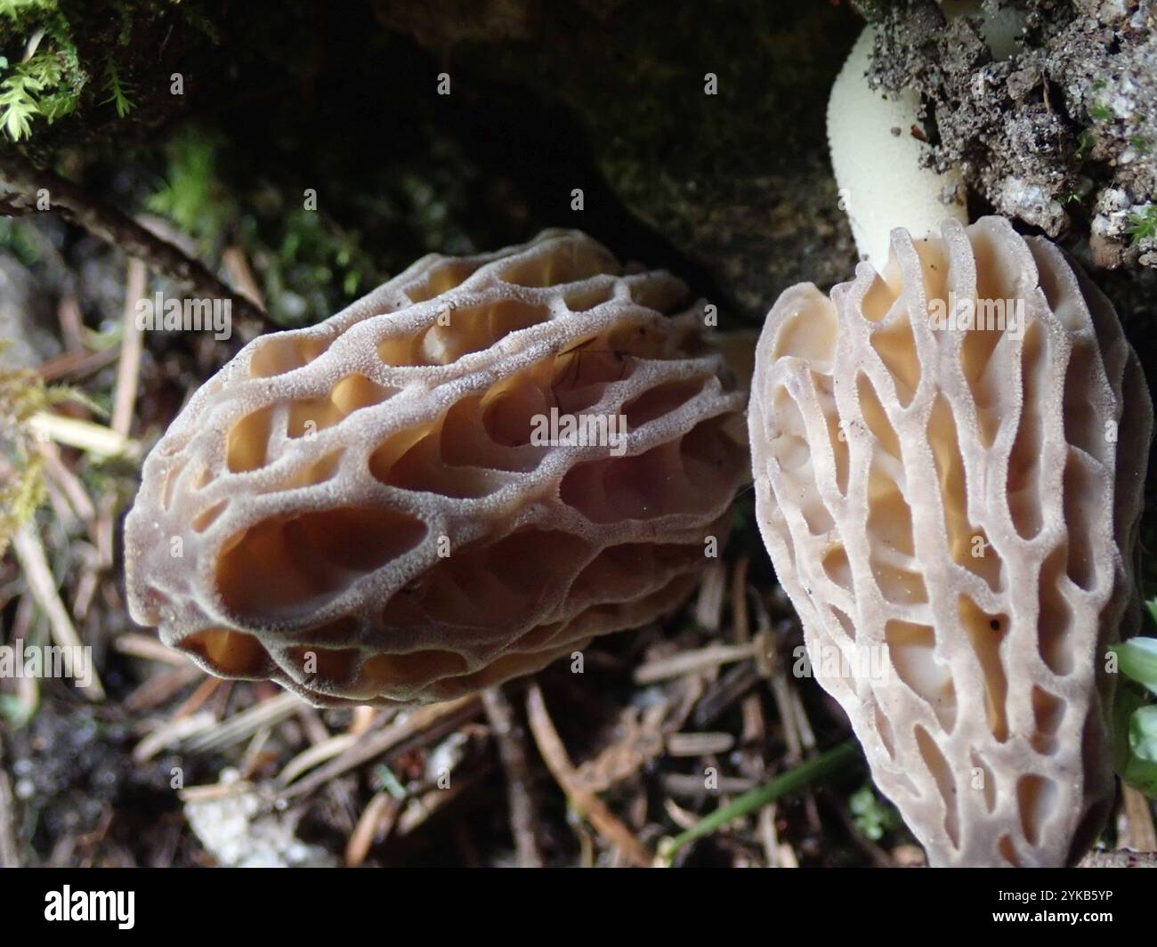 true morels (Morchella Stock Photo - Alamy