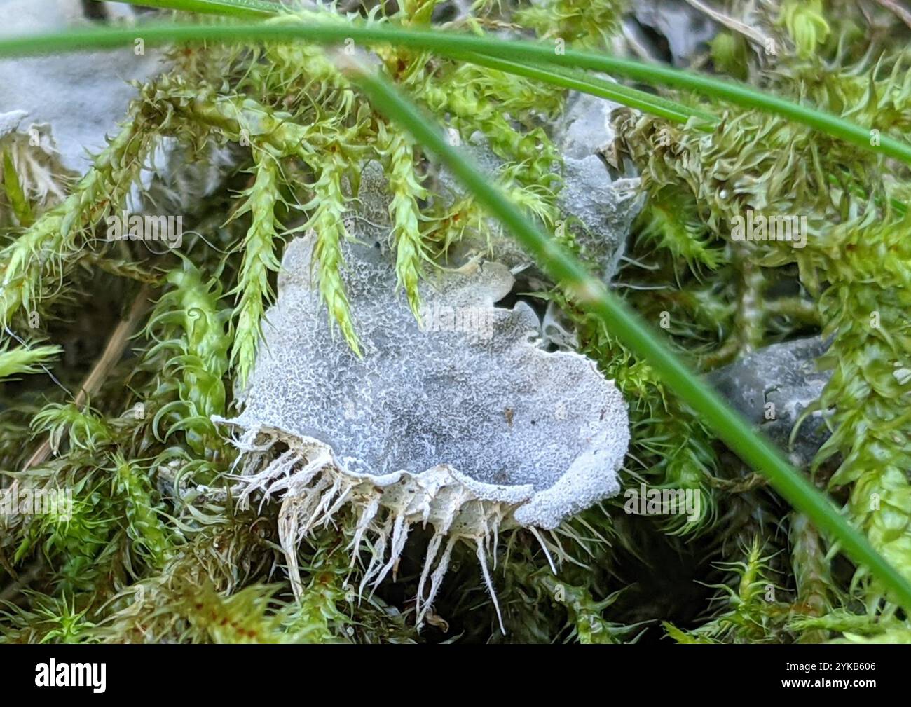 membranous pelt lichen (Peltigera membranacea Stock Photo - Alamy
