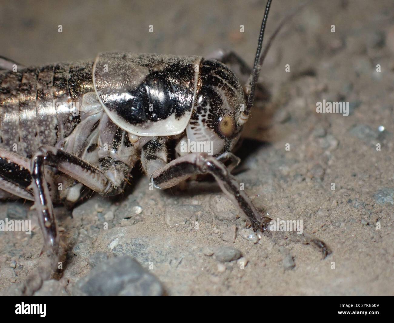 Great Grig (Cyphoderris monstrosa Stock Photo - Alamy