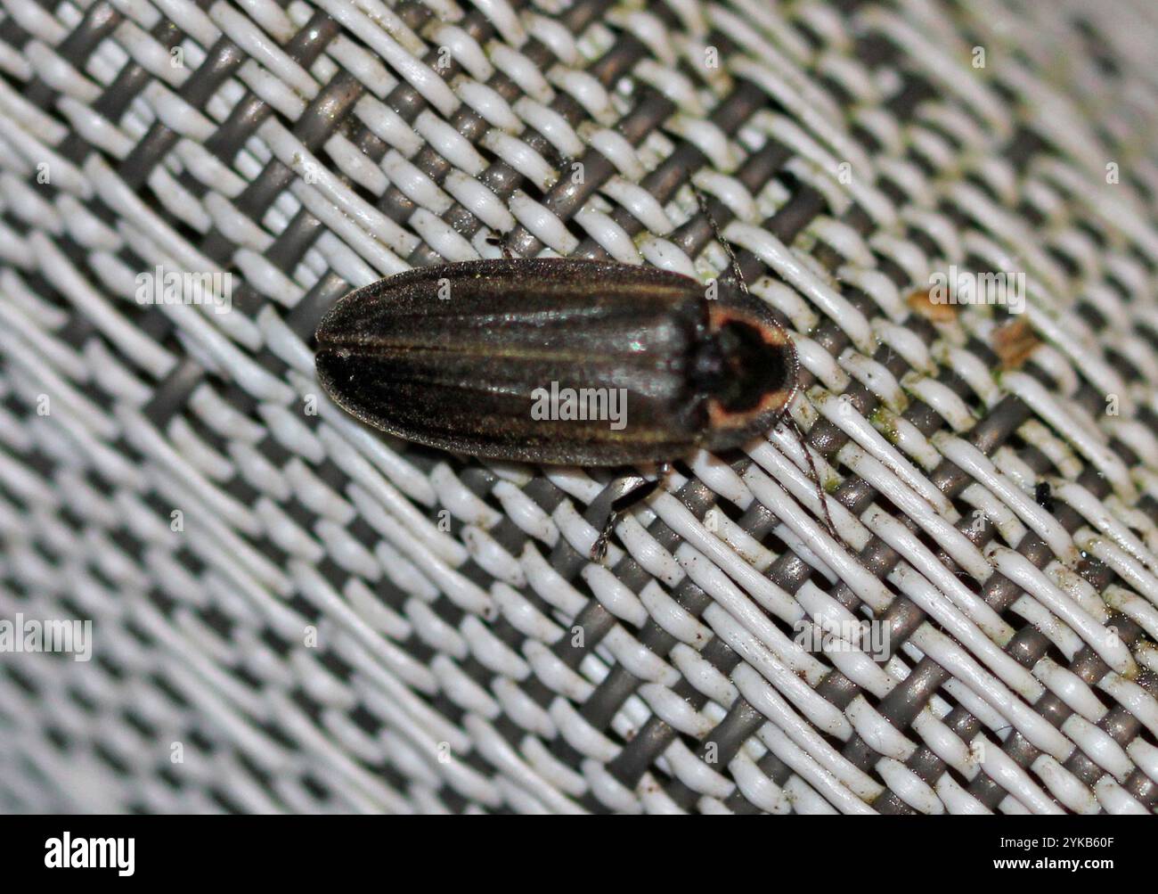 Winter Firefly (Ellychnia corrusca Stock Photo - Alamy