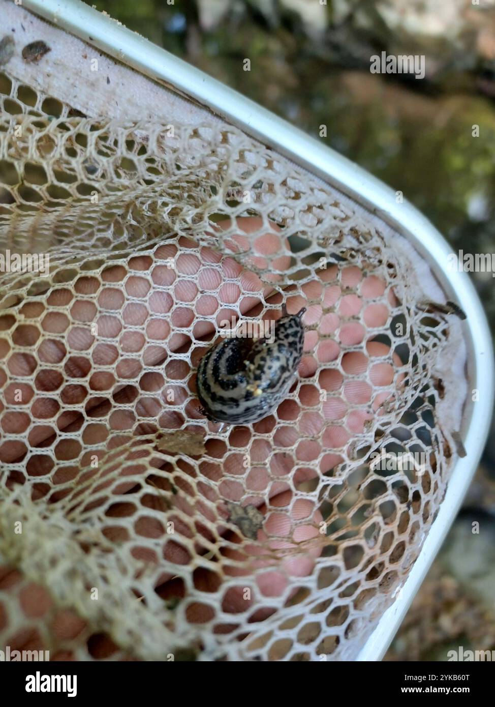 Leopard Slug (Limax maximus Stock Photo - Alamy