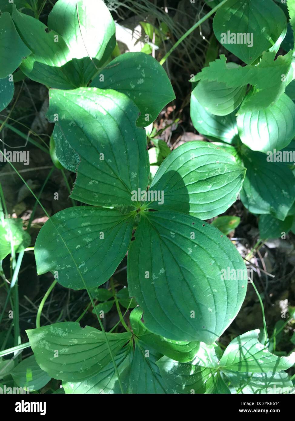 Canadian bunchberry (Cornus canadensis Stock Photo - Alamy