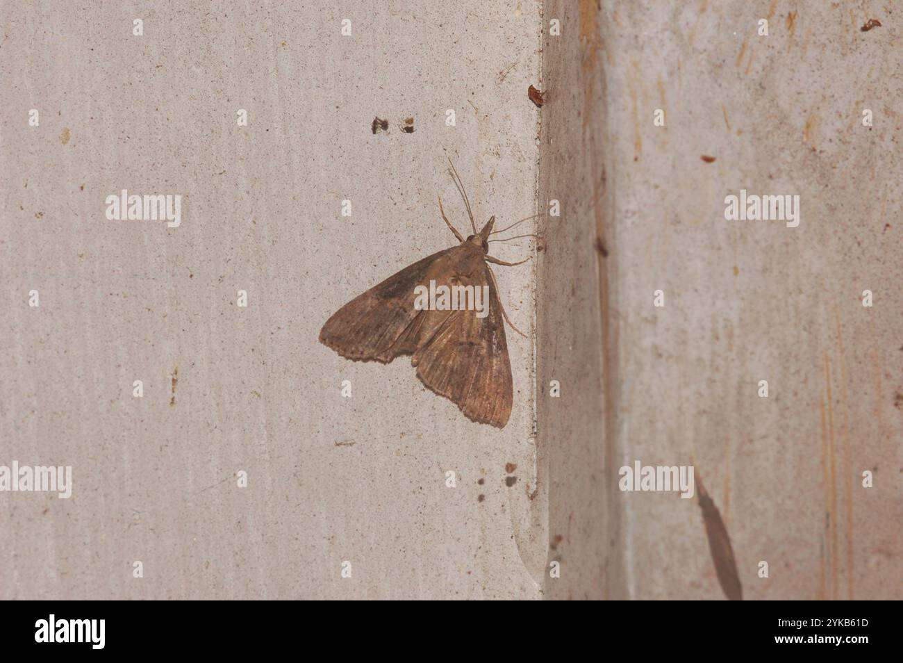 Green Cloverworm Moth (Hypena scabra Stock Photo - Alamy