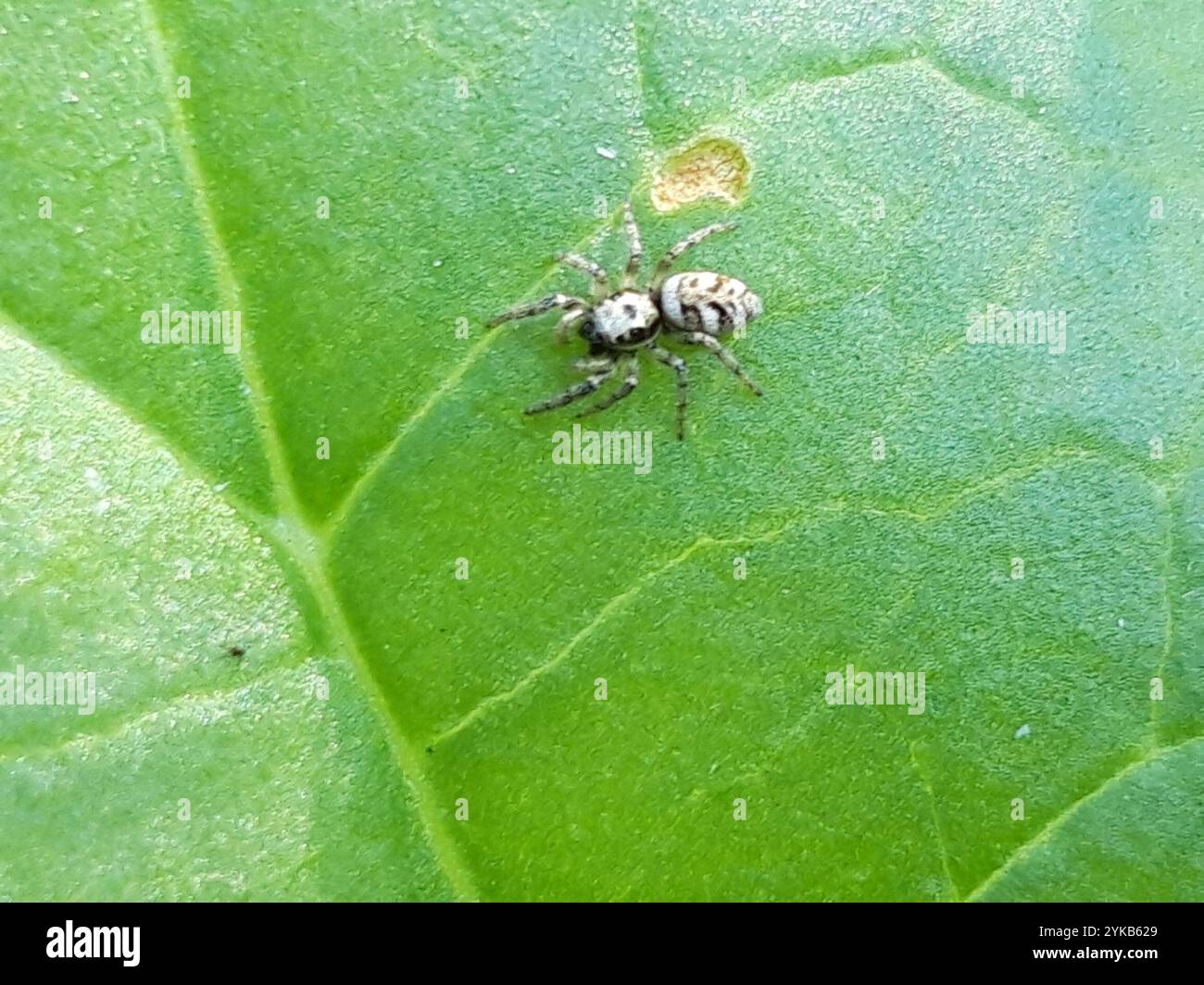 Zebra Jumping Spider (Salticus scenicus Stock Photo - Alamy