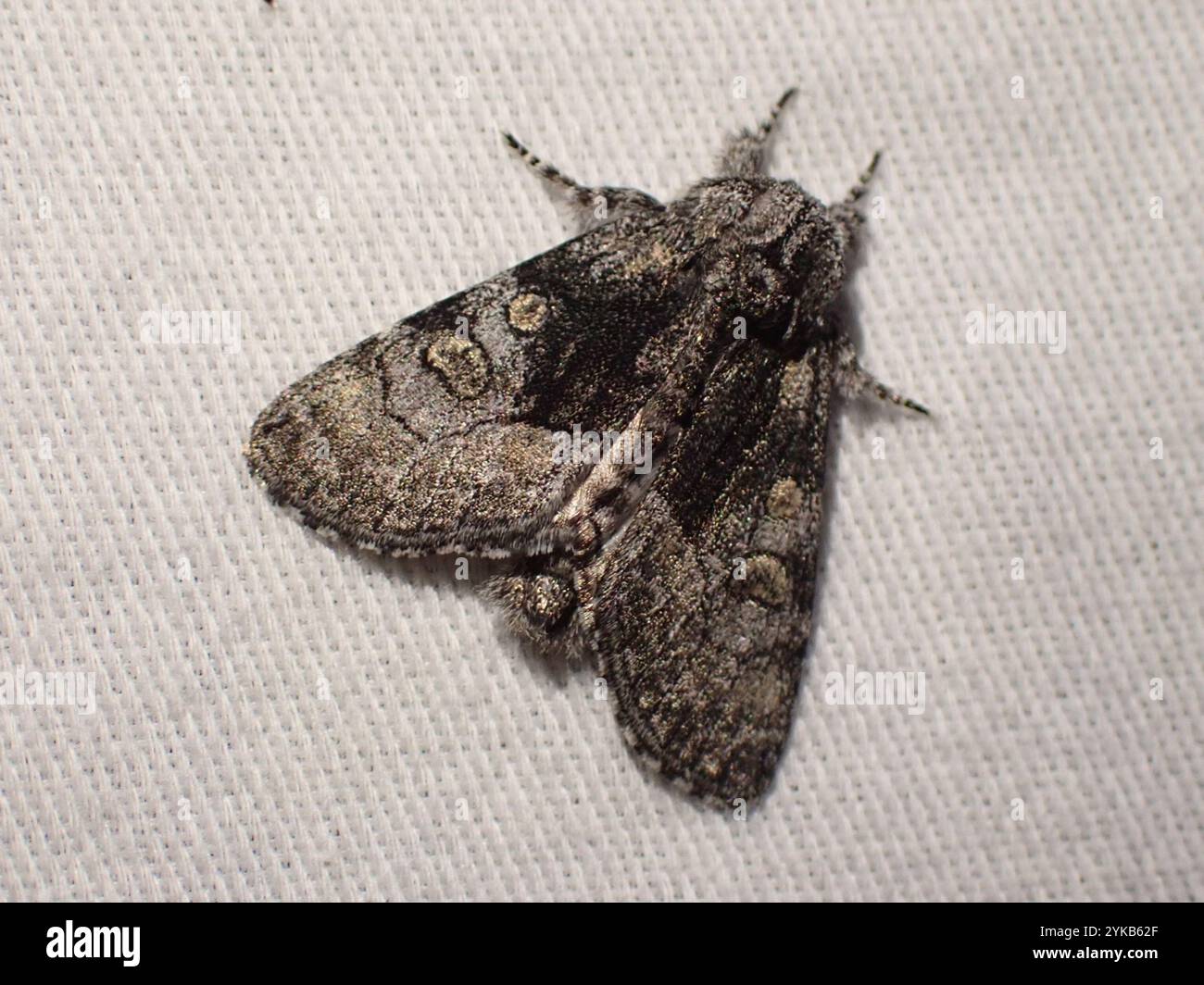 Brother Moth (Raphia frater Stock Photo - Alamy
