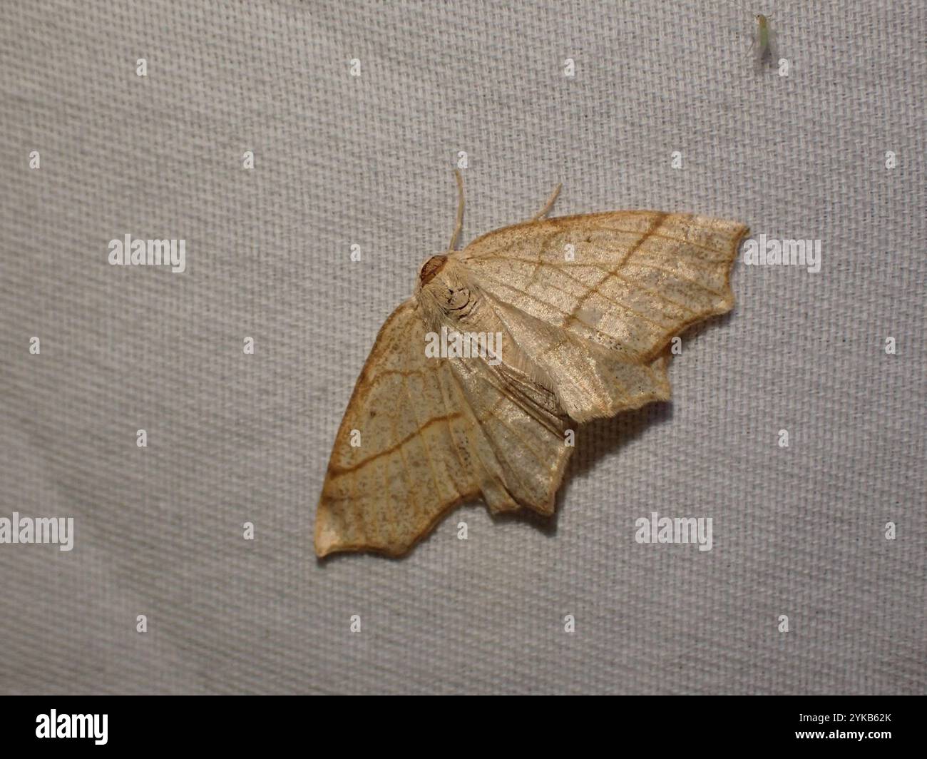 Besma moth hi-res stock photography and images - Alamy