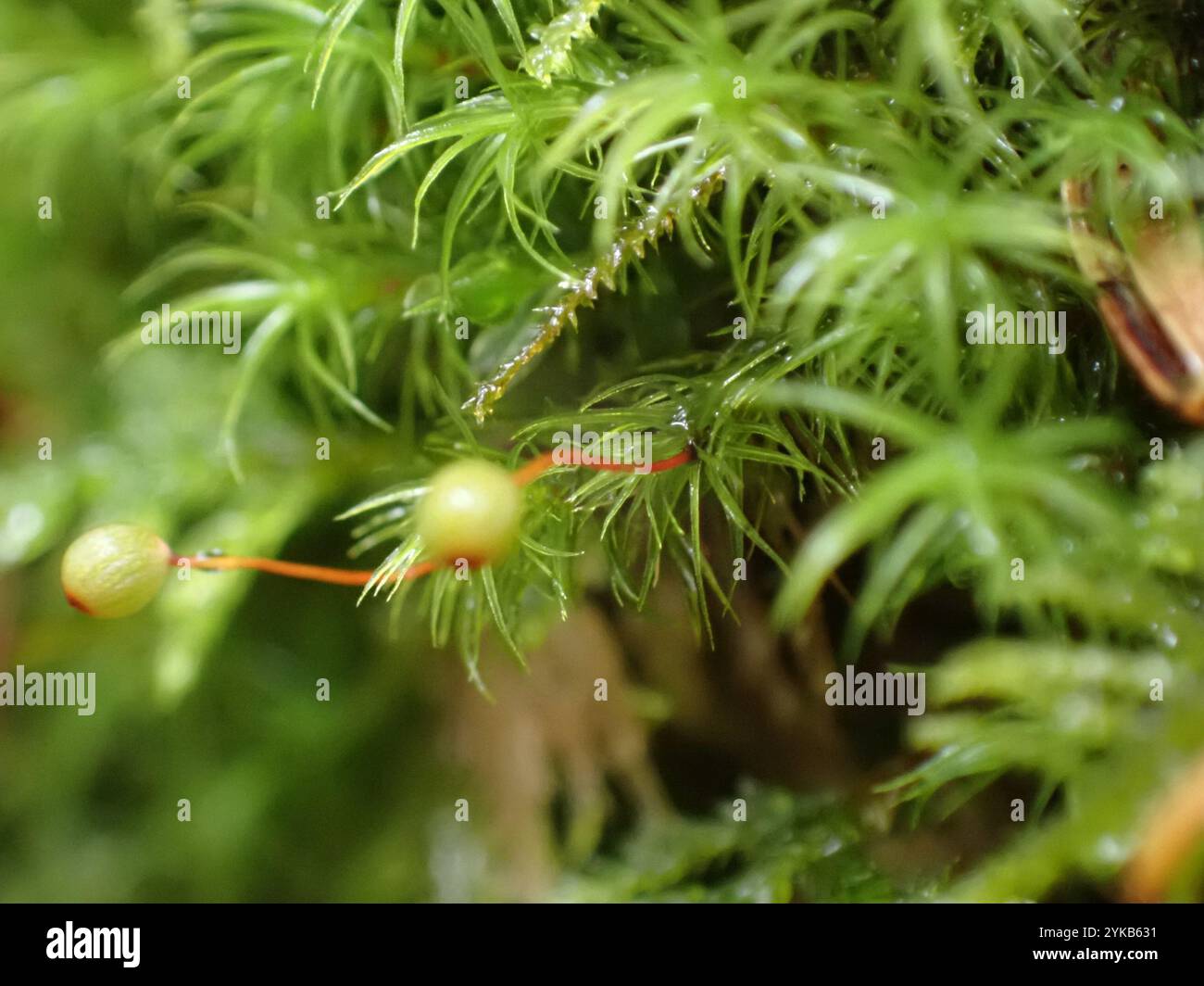 Common Apple-moss (Bartramia pomiformis Stock Photo - Alamy