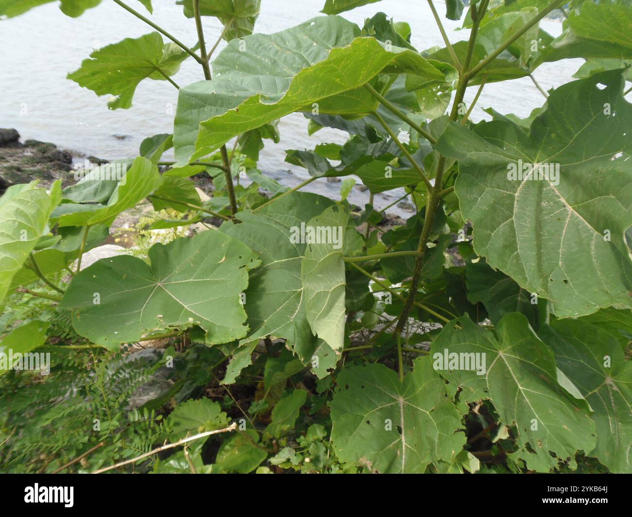 princess tree (Paulownia tomentosa Stock Photo - Alamy