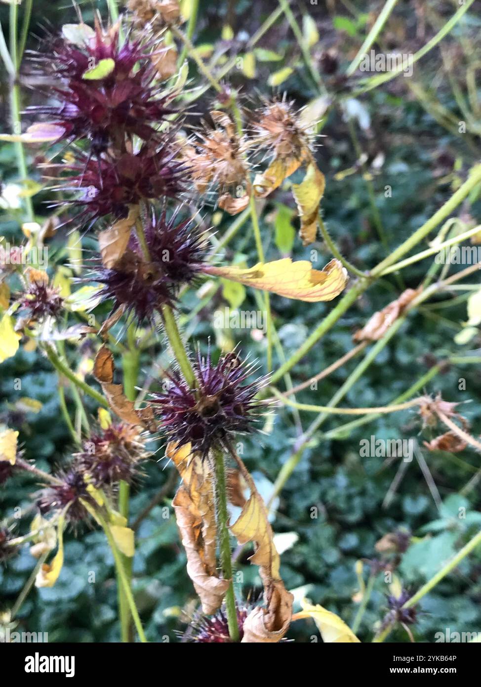 Common hemp-nettle (Galeopsis tetrahit Stock Photo - Alamy