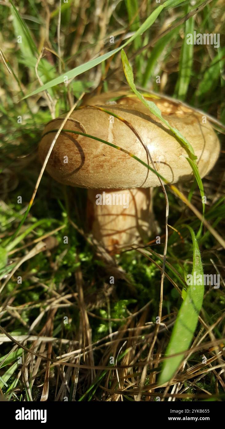 Brown Roll-Rim (Paxillus involutus Stock Photo - Alamy
