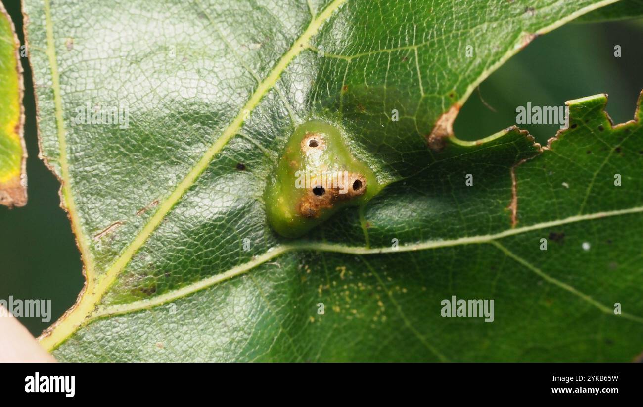 Honeycomb leaf gall wasp (Callirhytis favosa Stock Photo - Alamy