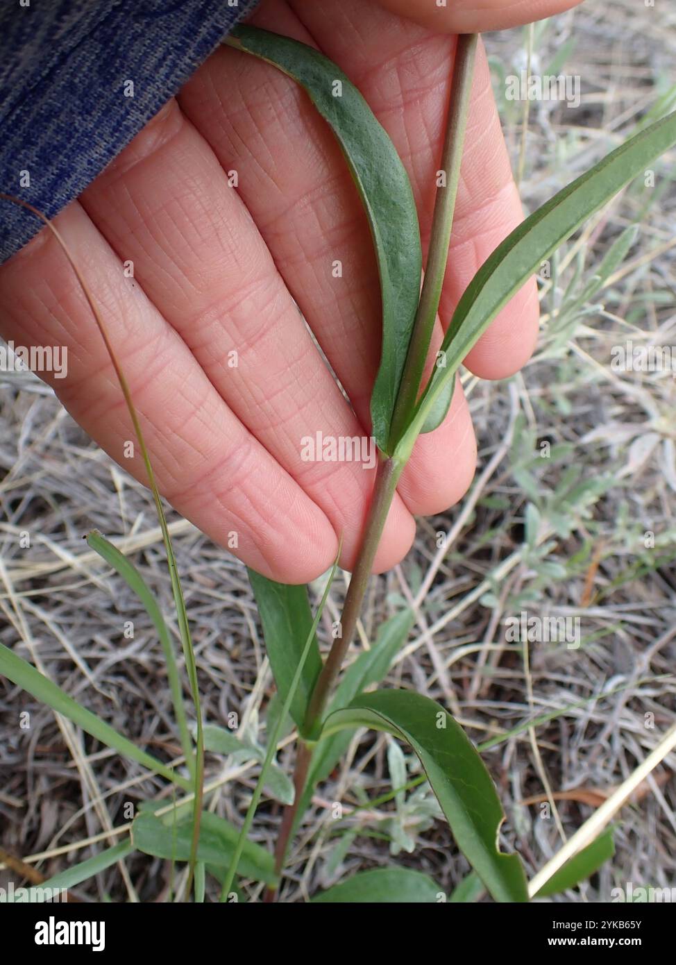 Penstemon confertus hi-res stock photography and images - Alamy