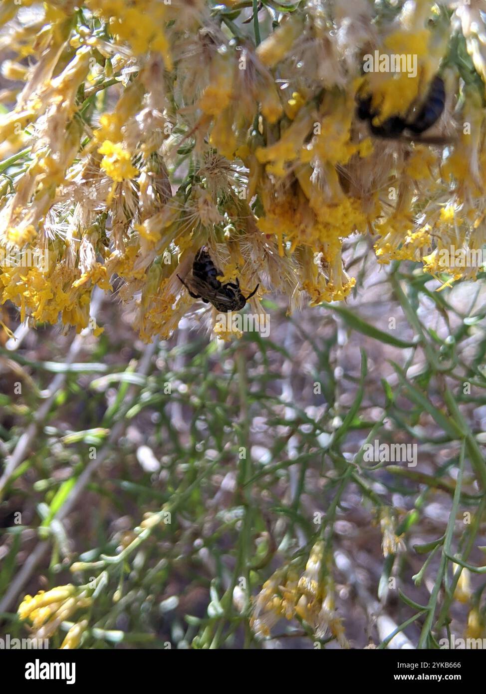 Tiphiid wasps hi-res stock photography and images - Alamy