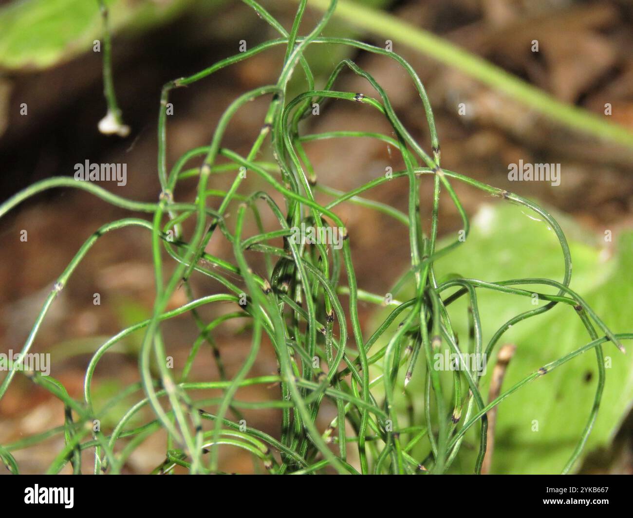 dwarf horsetail (Equisetum scirpoides Stock Photo - Alamy