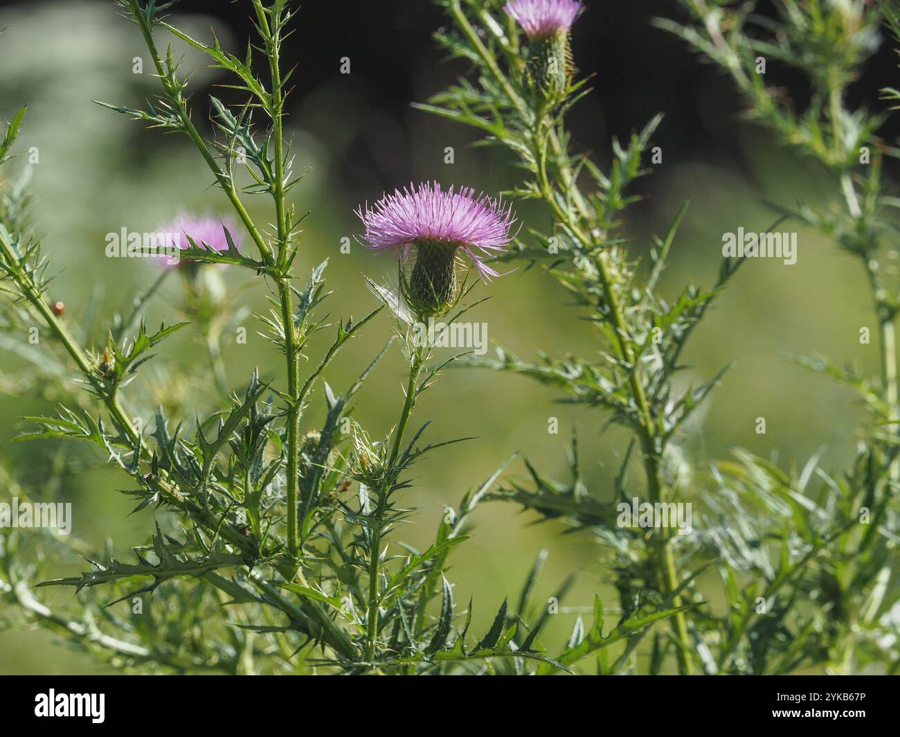 field thistle (Cirsium discolor Stock Photo - Alamy