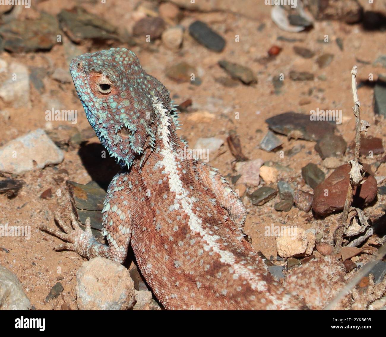 Southern Rock Agama (Agama atra Stock Photo - Alamy