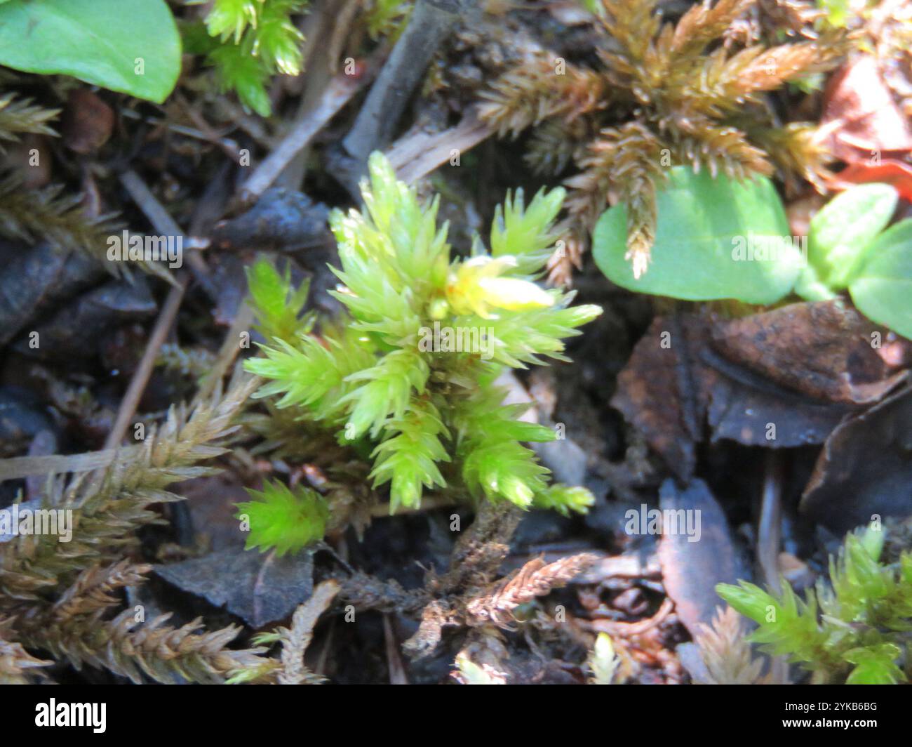 Climacium hi-res stock photography and images - Alamy