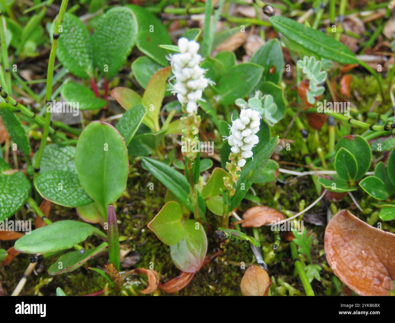 alpine bistort (Bistorta vivipara Stock Photo - Alamy