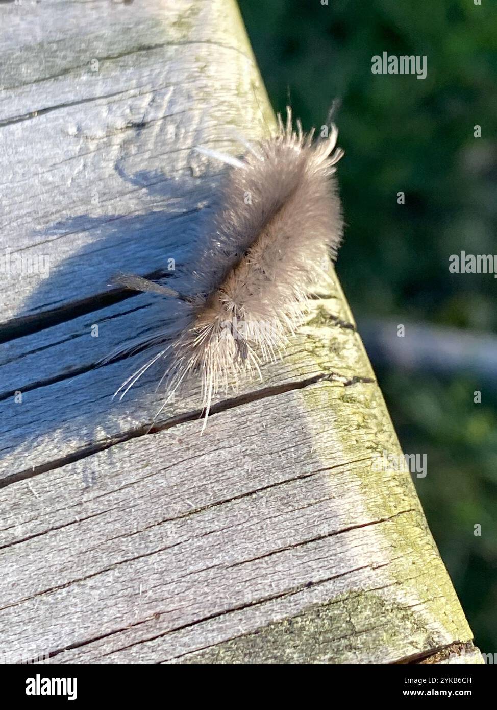 Banded Tussock Moth (Halysidota tessellaris Stock Photo - Alamy