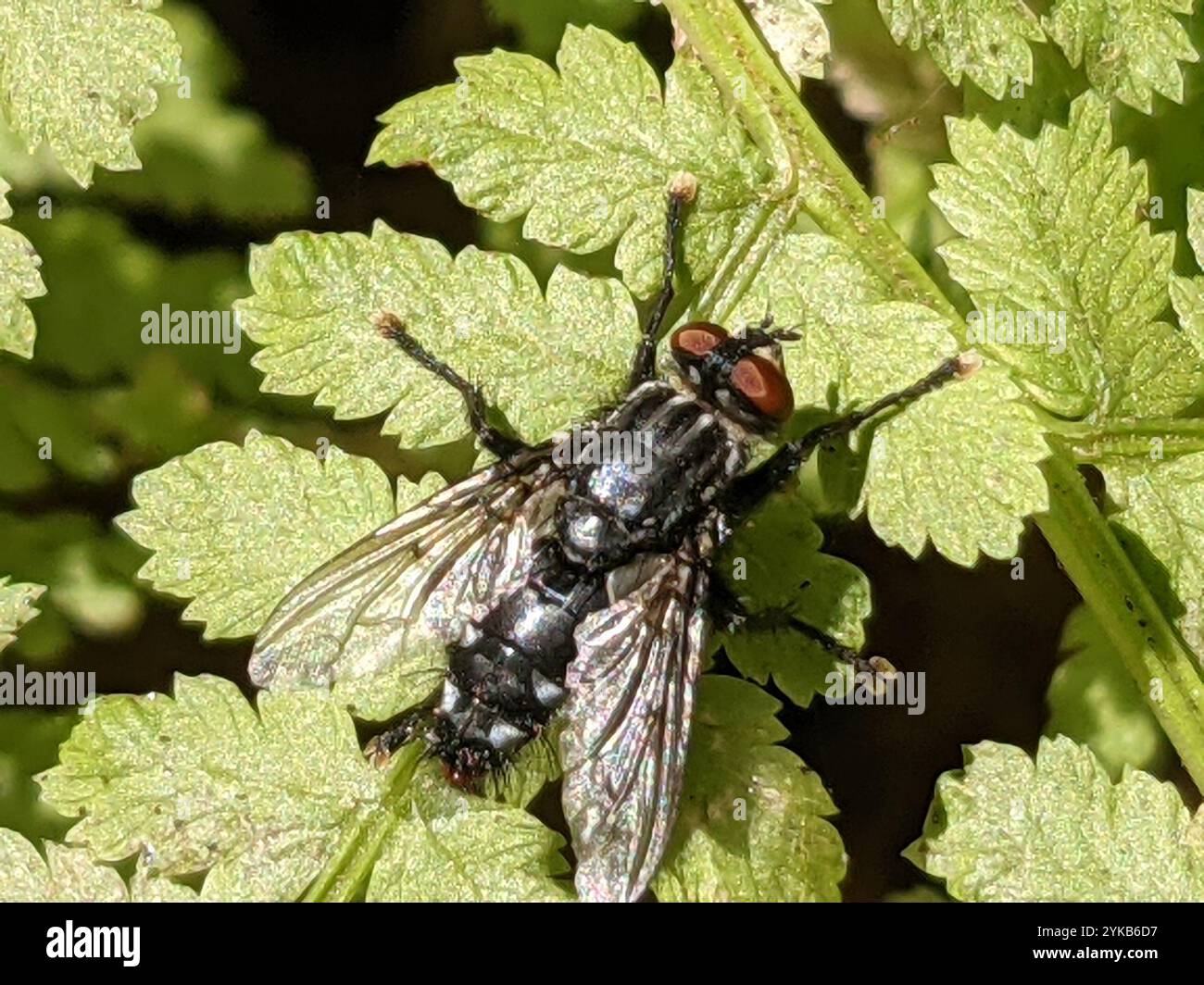 Common Flesh Flies (Sarcophaga Stock Photo - Alamy