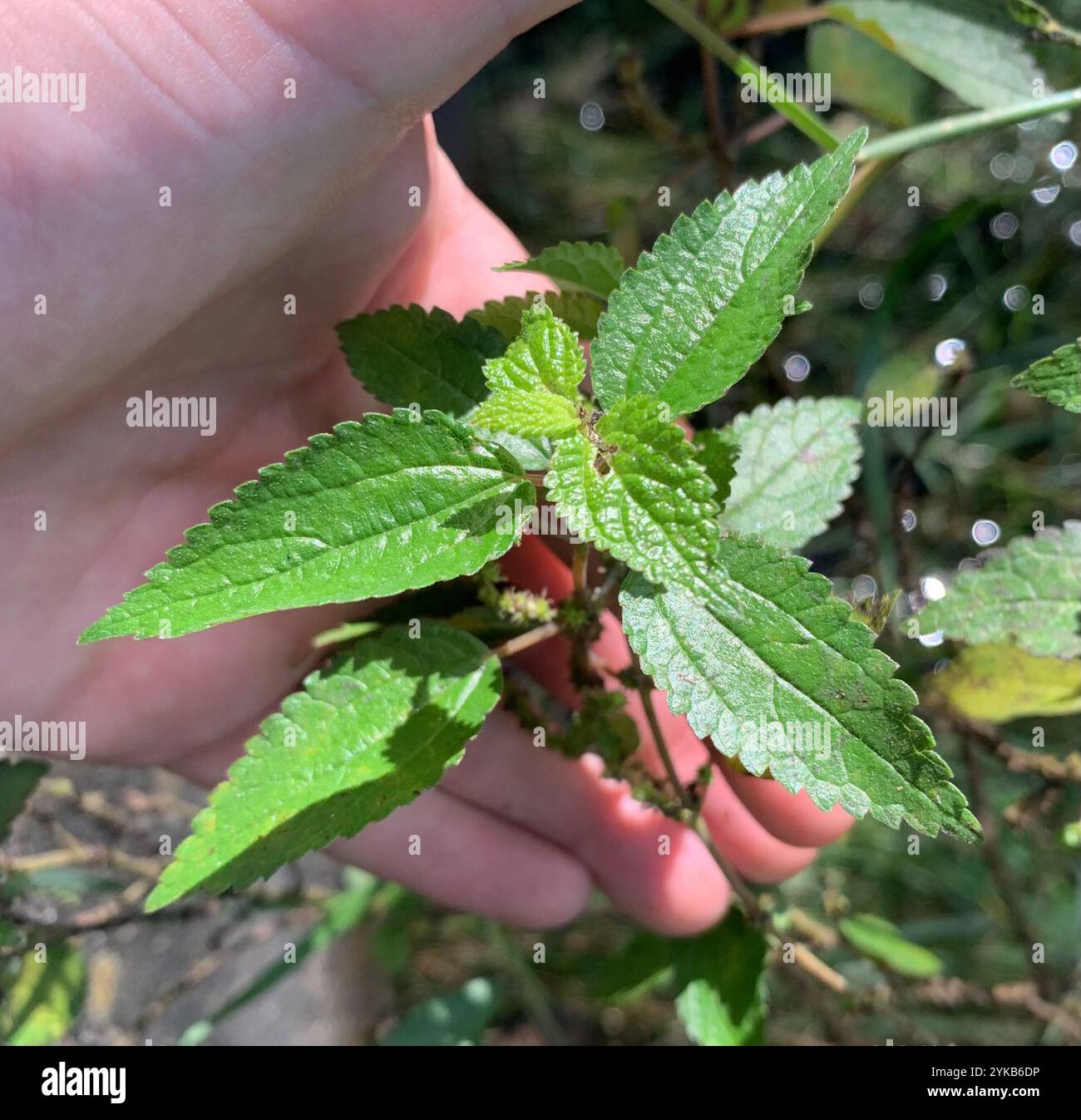 false nettle (Boehmeria cylindrica Stock Photo - Alamy