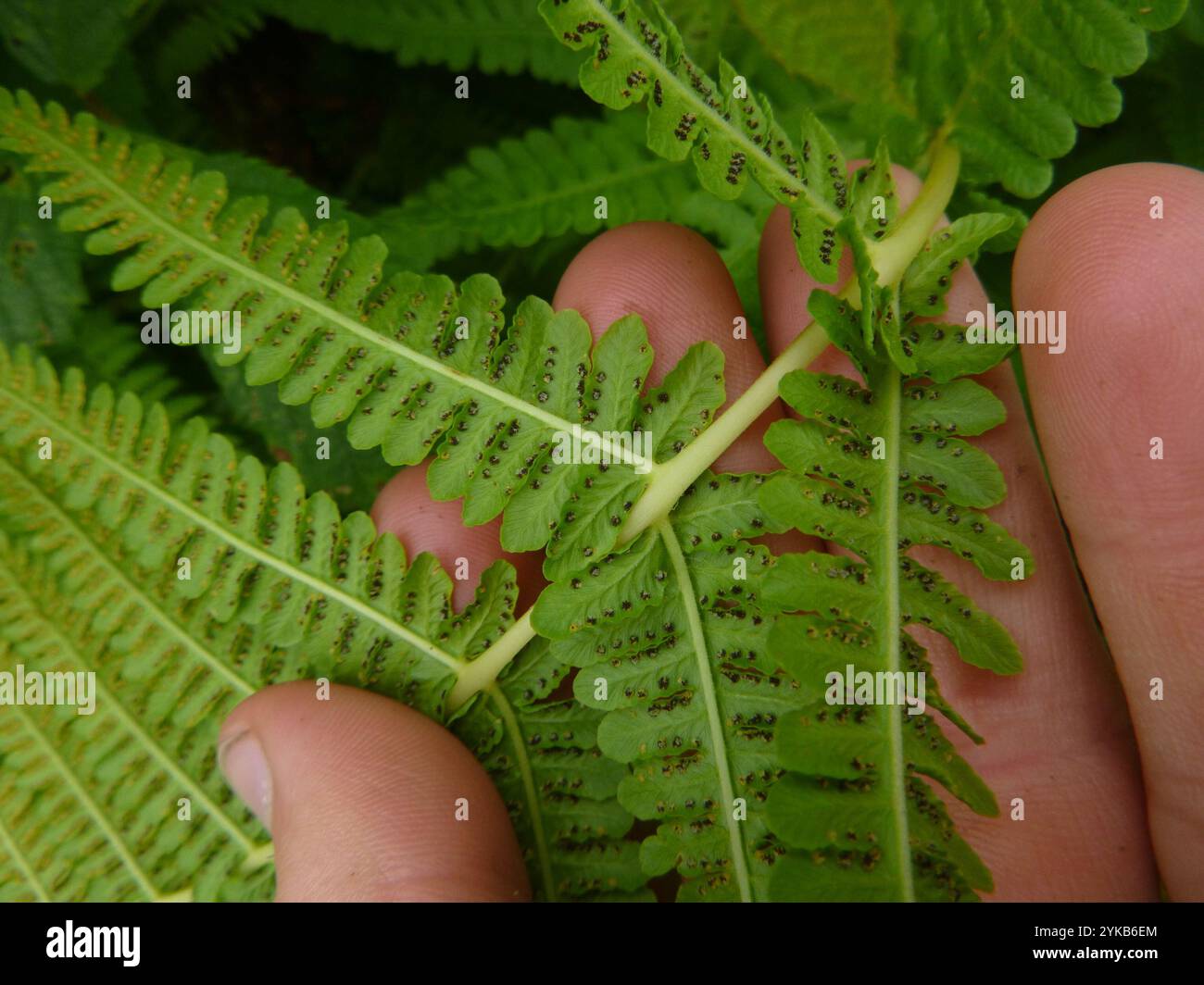 Lemon-scented Fern (Oreopteris limbosperma Stock Photo - Alamy
