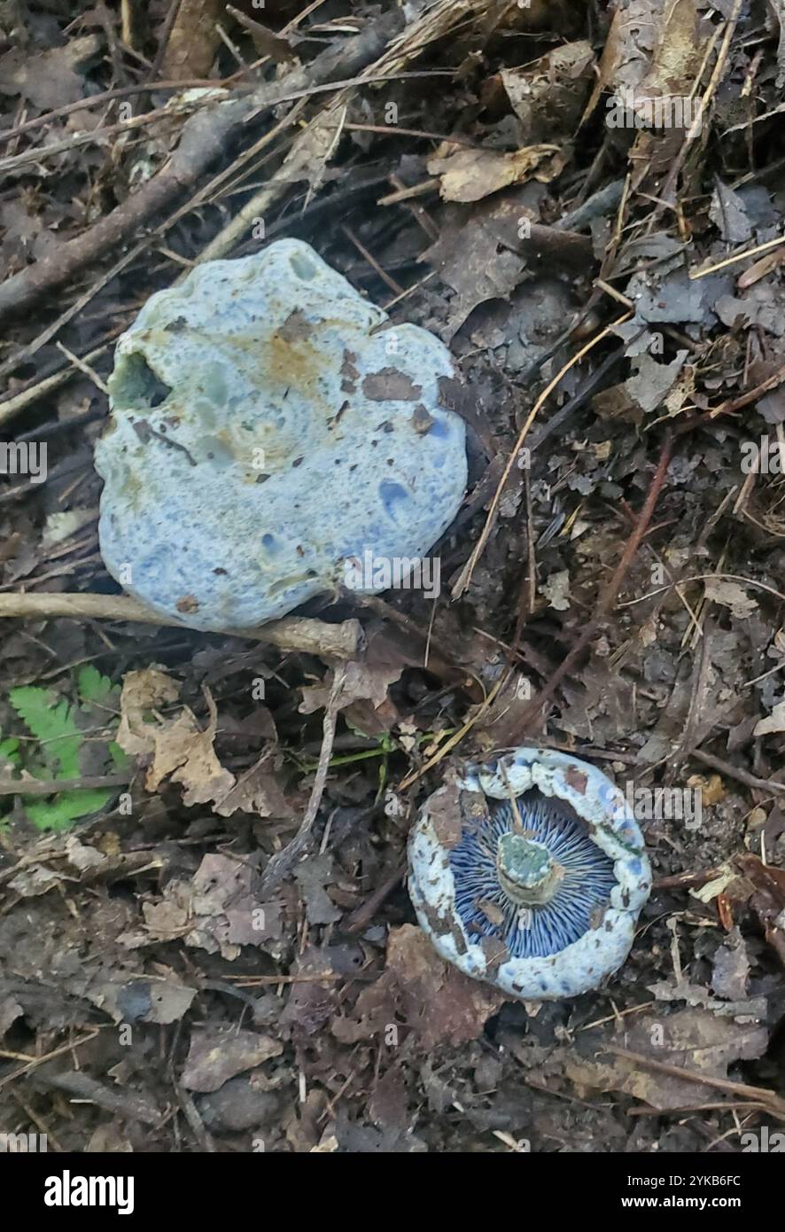 indigo milk cap (Lactarius indigo Stock Photo - Alamy