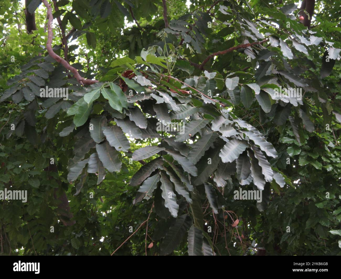 Pithraj tree hi-res stock photography and images - Alamy