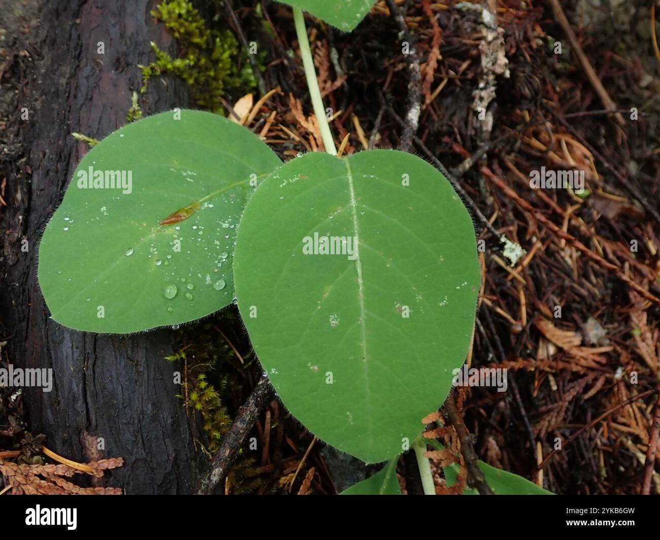 orange honeysuckle (Lonicera ciliosa Stock Photo - Alamy