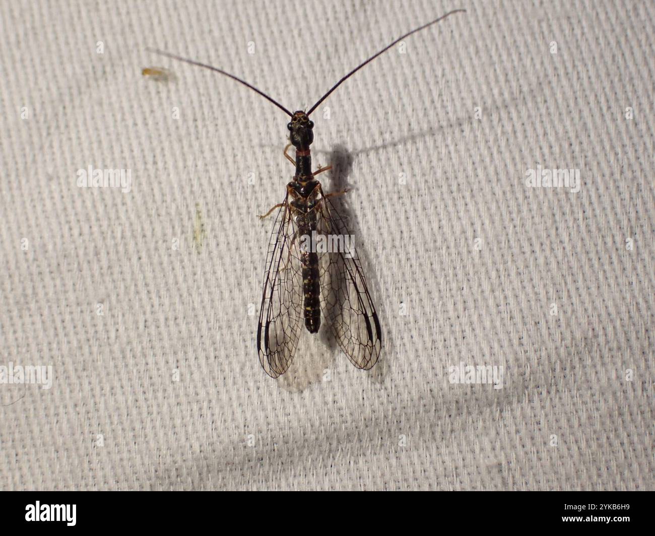 American Square-headed Snakeflies (Negha Stock Photo - Alamy