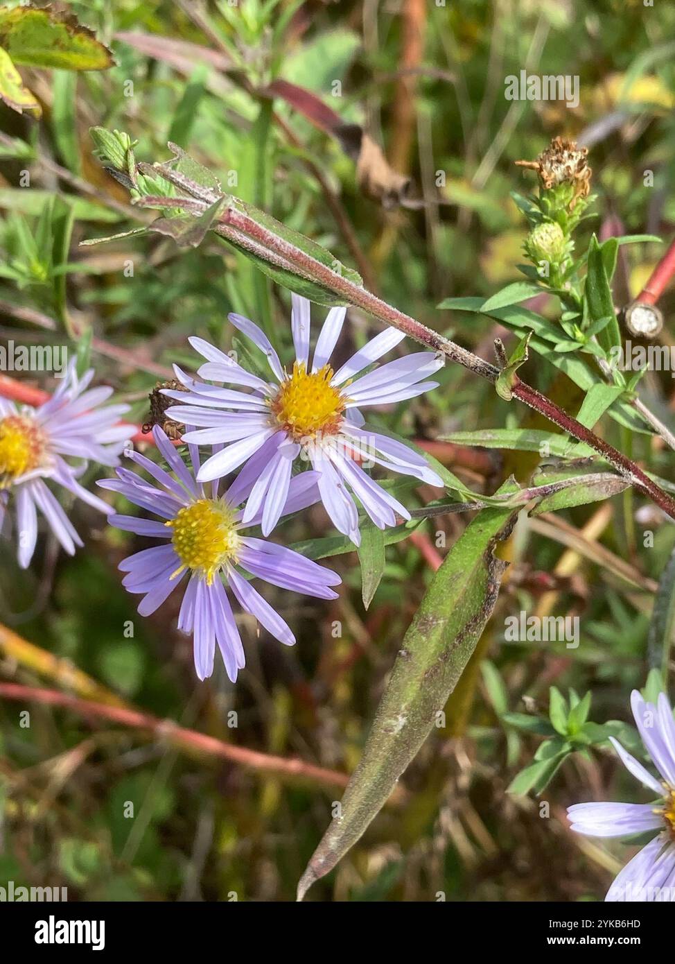 Douglas aster hi-res stock photography and images - Alamy