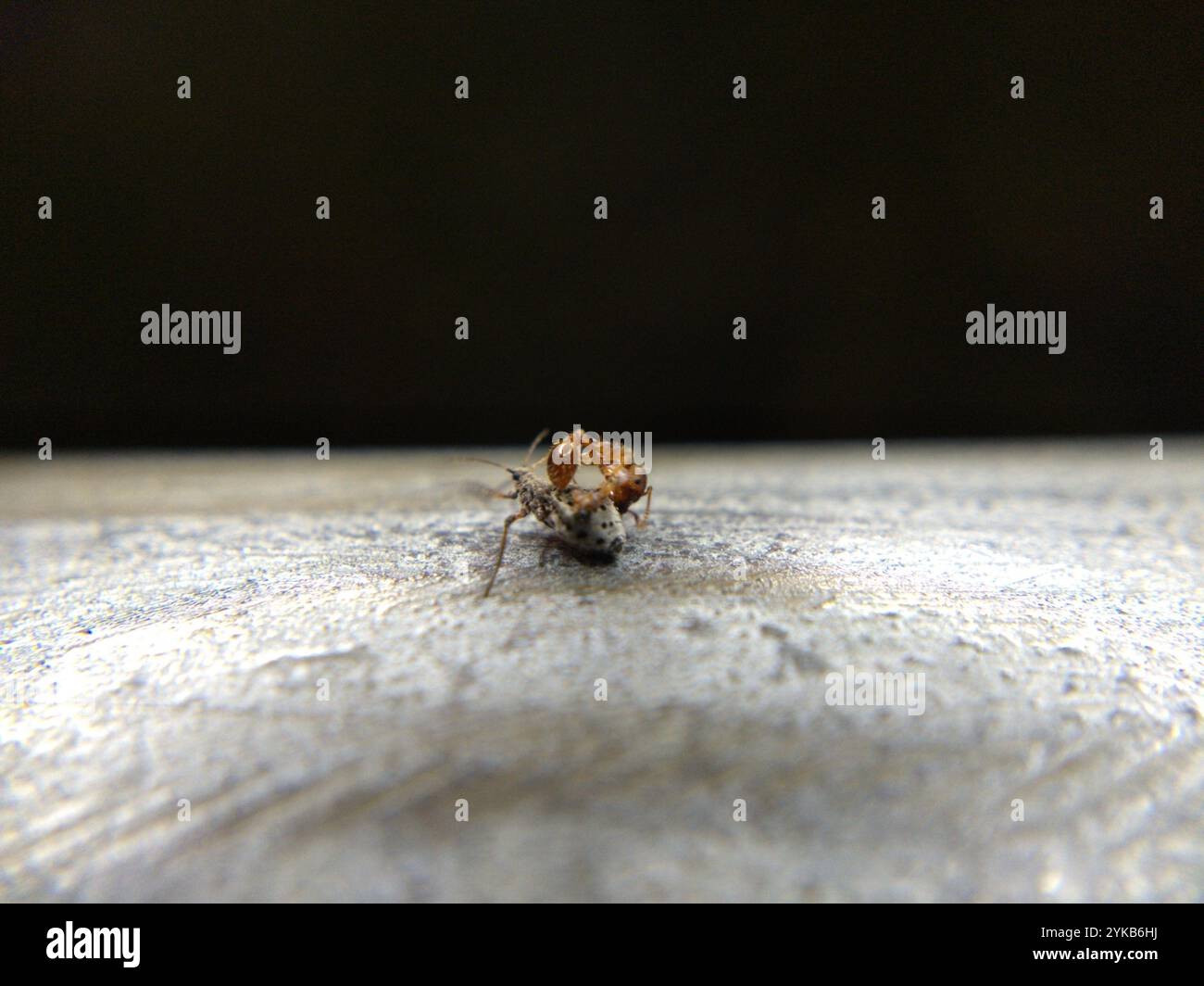 Giant Willow Aphid (Tuberolachnus salignus Stock Photo - Alamy